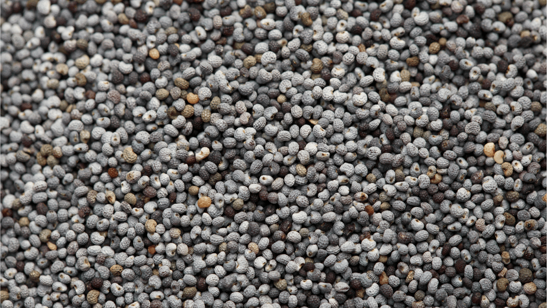 Poppy seeds | AGRIWELL organic farming