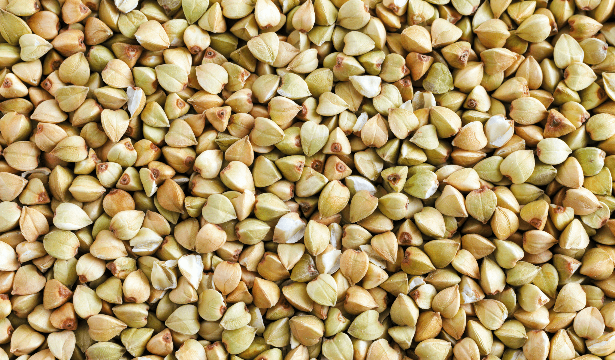 Zelená pohanka | AGRIWELL B2B organické komodity